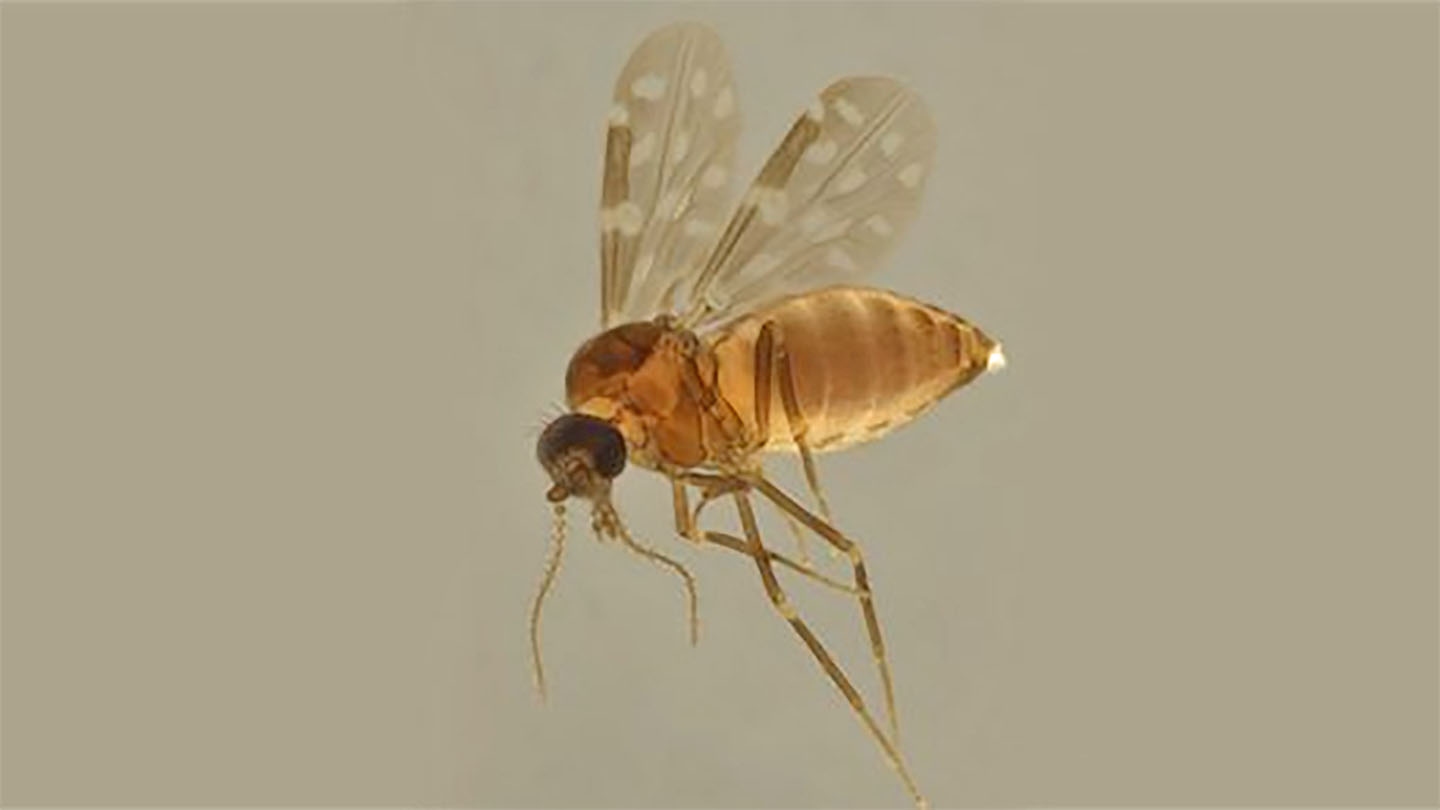 Surto de febre do mosquito maruim em Iconha, Alfredo Chaves e Anchieta ...
